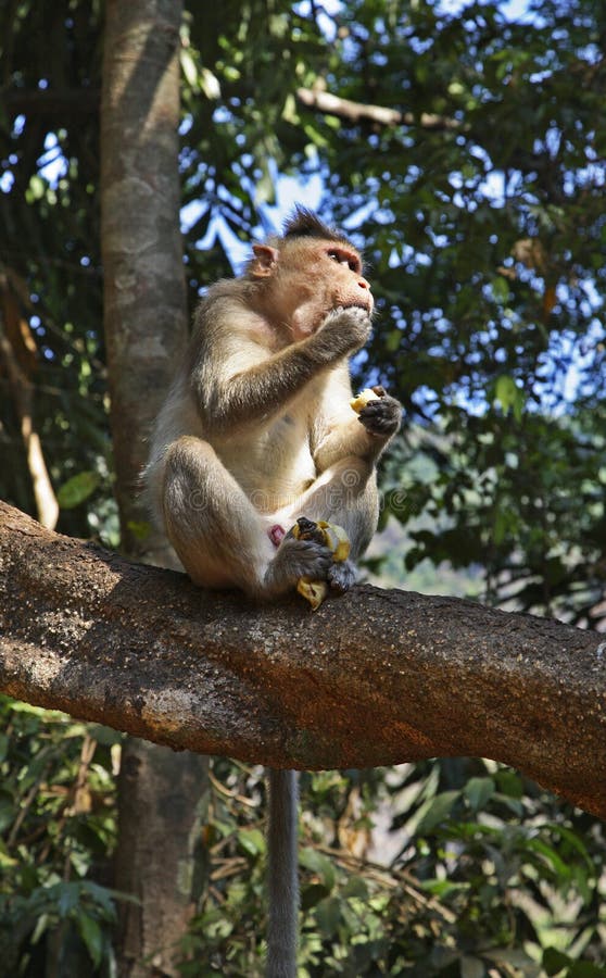 Monkey in Forest. Goa . India Stock Photo - Image of indian, forest ...