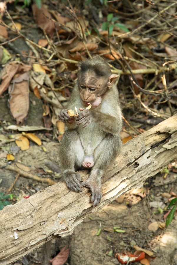 Monkey in Forest. Goa . India Stock Image - Image of tourism, animal ...