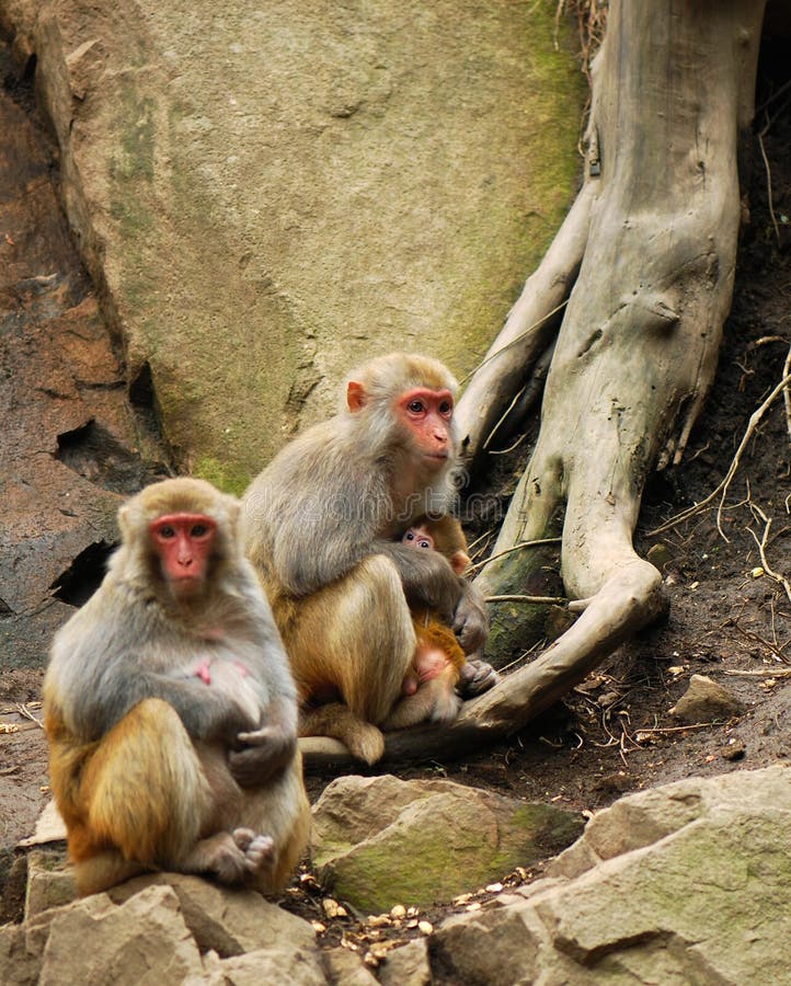 Monkey in forest stock photo. Image of baboon, mammal - 46771164