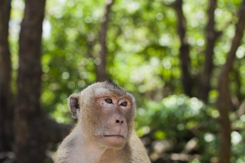 115 Pondering Monkey Stock Photos - Free & Royalty-Free Stock Photos ...
