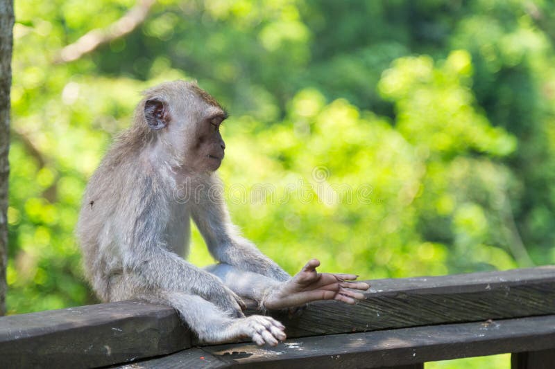 Monkey at Monkey Forest Sanctuary in Ubud Stock Image - Image of nature ...