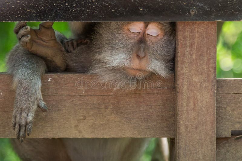 Monkey at Monkey Forest Sanctuary in Ubud Stock Image - Image of hair ...