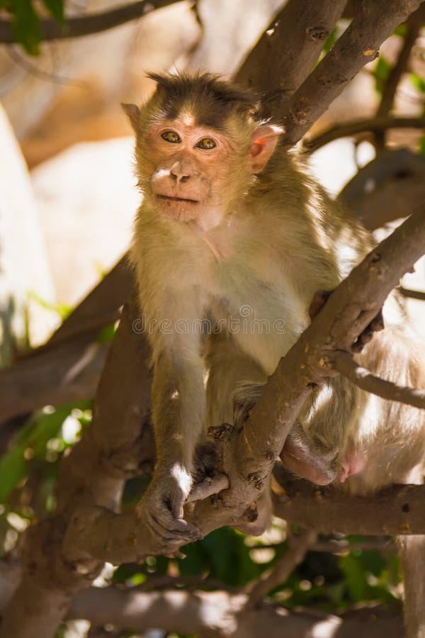 Monkey in the forest stock image. Image of leaf, monkeyish - 45278361