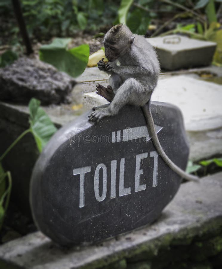 Monkey forest toilet stock photo. Image of toilet, indonesia - 45873860
