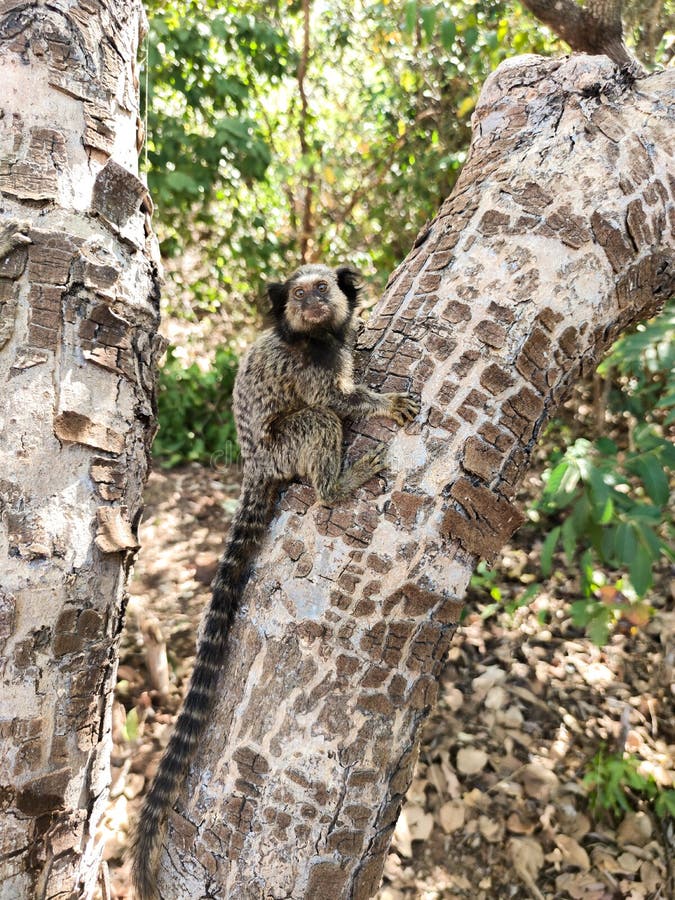 Monkey in the Forest Tree, Brazilian Species Stock Image - Image of ...