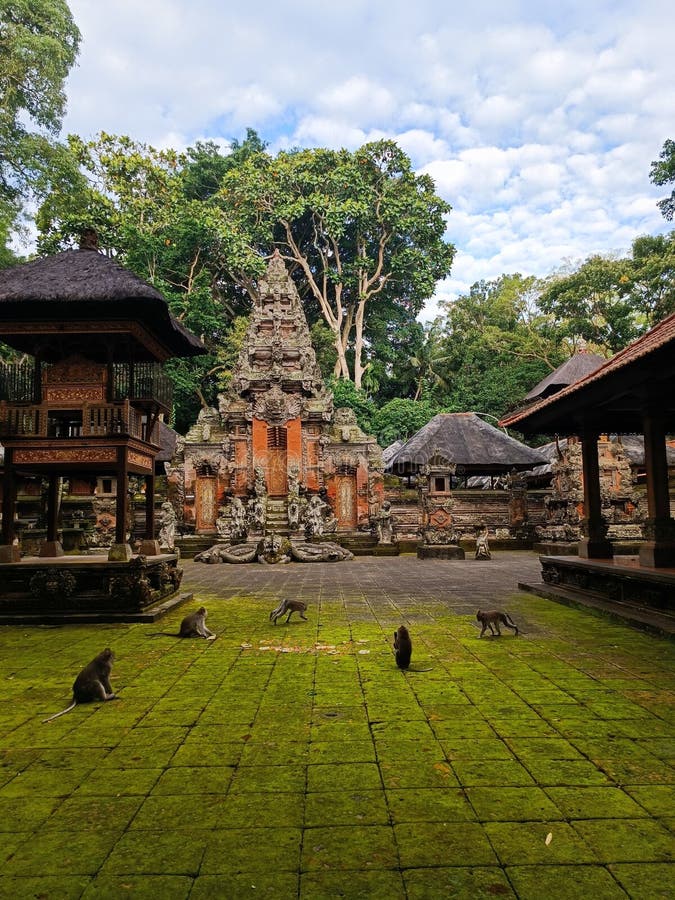 Monkey Forest in Ubud on a Bali Island Stock Image - Image of forest ...
