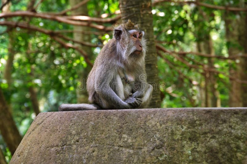 Monkey in Monkey Forest in Ubud, Indonesia Stock Photo - Image of ...
