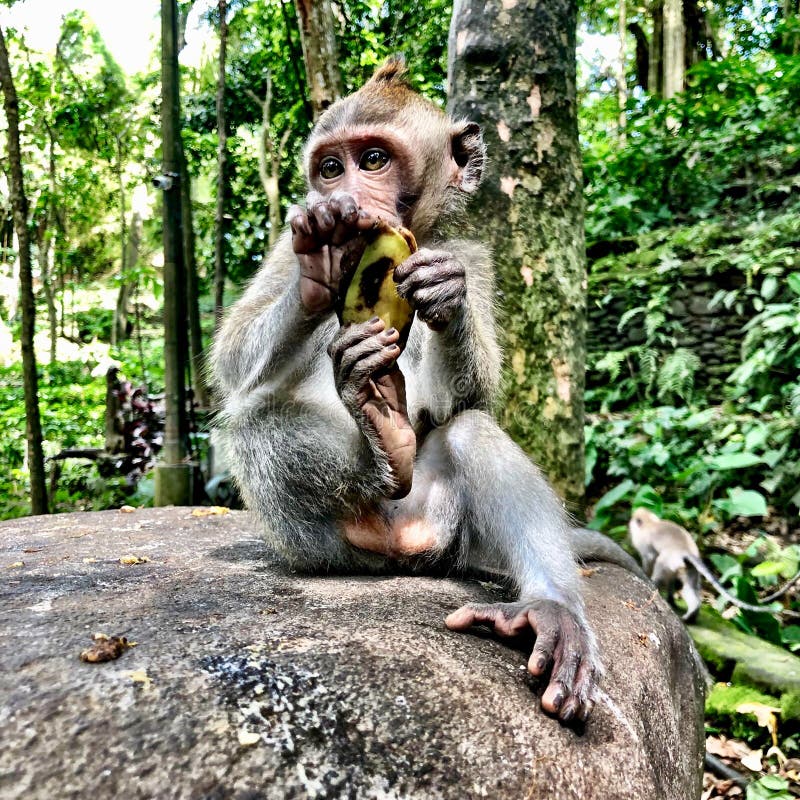 Monkey at the Monkey Forrest. Bali Ubud Stock Image - Image of posing ...