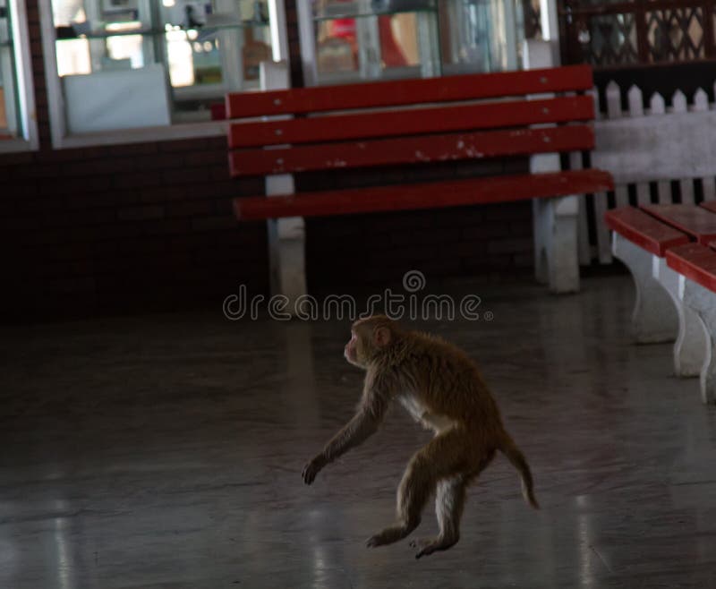 Monkey in Free Fall. Funny Photo Stock Image - Image of city, dult ...