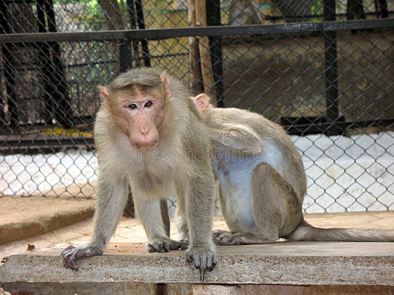 Monkey freedom stock photo. Image of watch, couples, play - 2746964