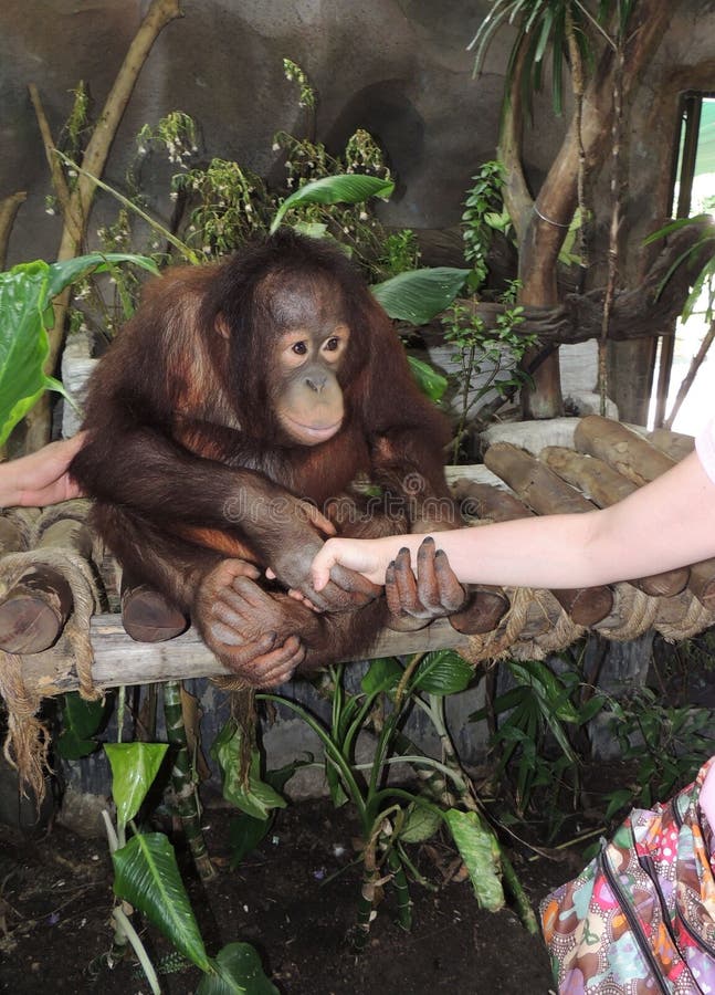 Monkey Friendly Handshake Man Stock Photos - Free & Royalty-Free Stock ...