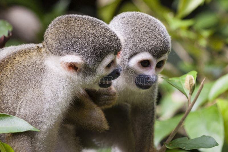 Monkey friends stock photo. Image of america, curiosity - 36568010