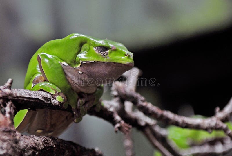 Monkey Frog stock image. Image of frog, climb, toes, species - 92362967