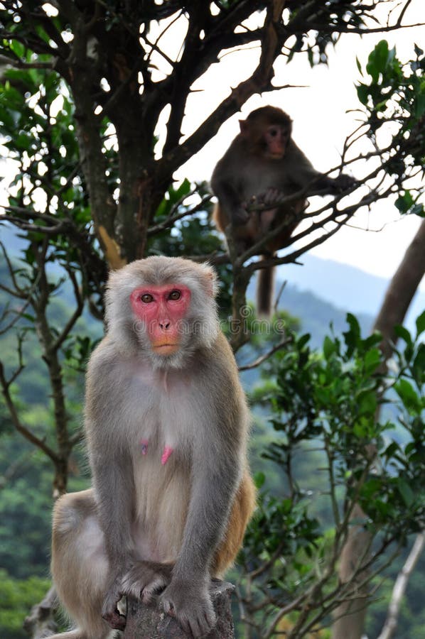 Monkey in Front and at the Back Stock Image - Image of park, stand ...