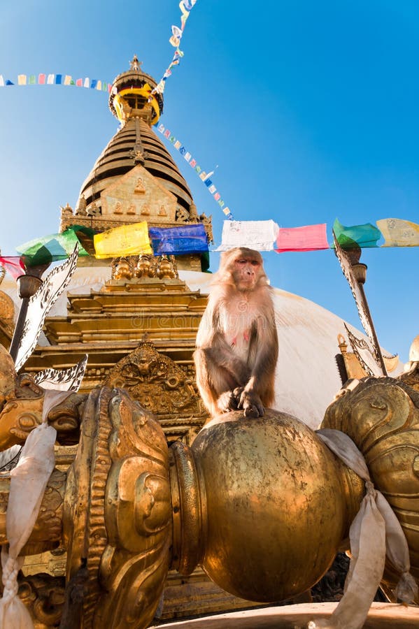 Monkey in Front of Monkey Temple Stock Image - Image of history, asia ...