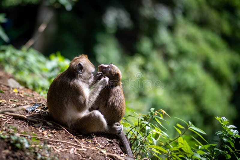 Wild Monkeys Looking for Ticks Stock Image - Image of park, tourism ...
