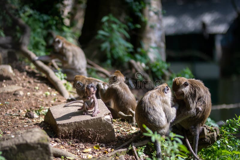 Wild Monkeys Looking for Ticks Stock Photo - Image of building ...