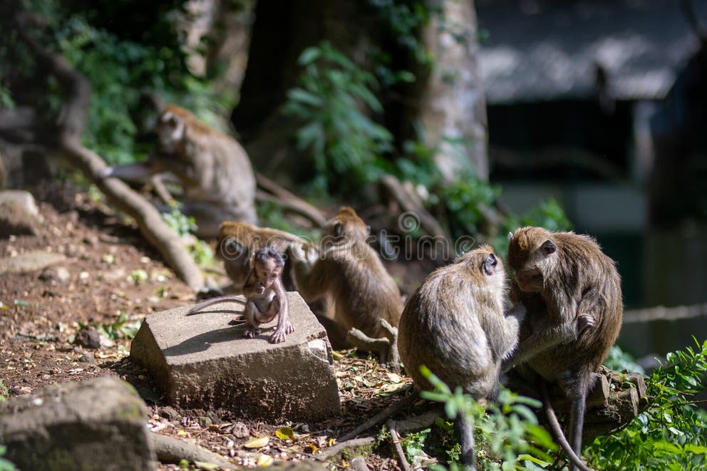 Wild Monkeys Looking for Ticks Stock Photo - Image of building ...