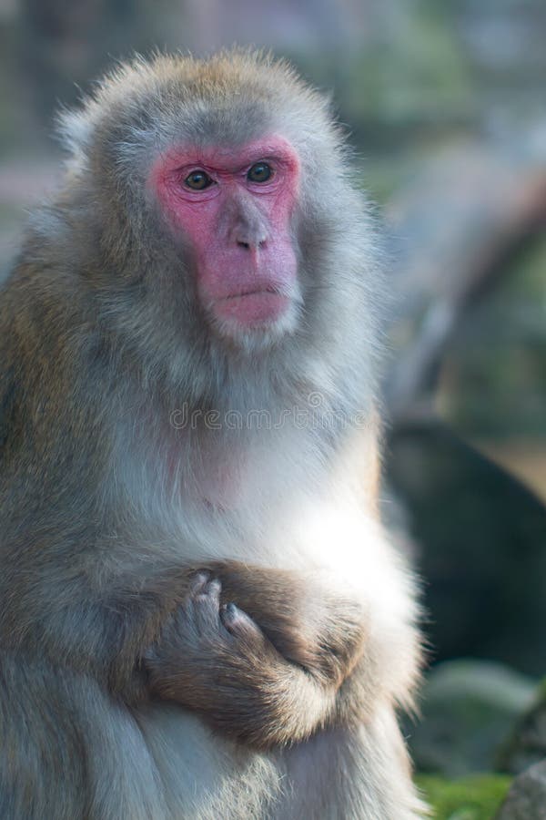 Monkey frown stock image. Image of monkey, portrait, feral - 89044825