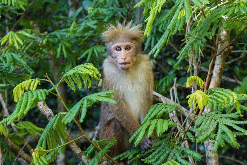 Monkey with Funky Hair Style Sitting on the Tree Stock Image - Image of ...