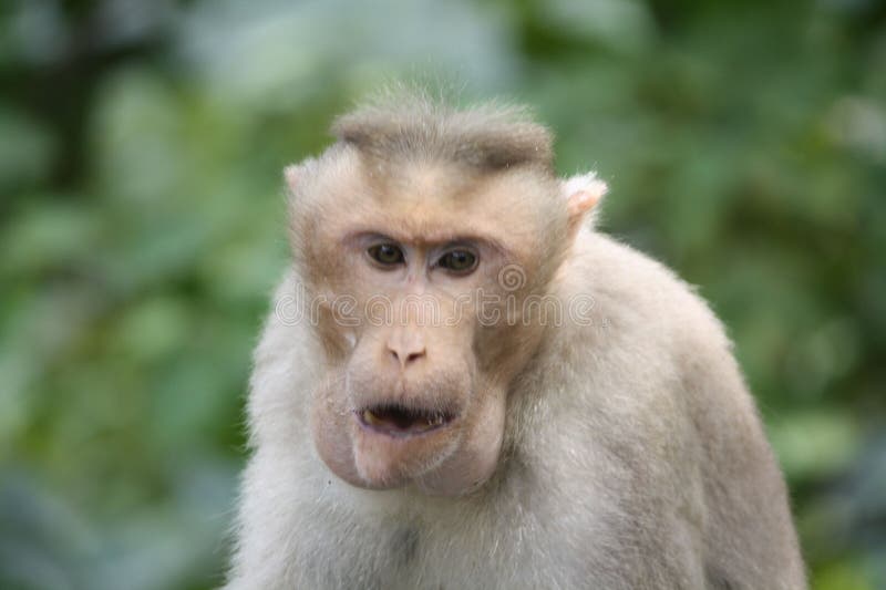 A Monkey with a Funny Face Looks at the Camera while Standing in a ...