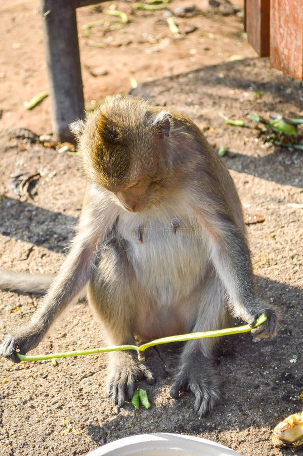 Monkey stock photo. Image of natural, monkey, cute, animal - 57860956