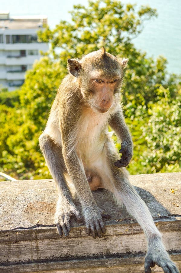 Monkey stock photo. Image of asia, nature, monkey, cute - 58831234
