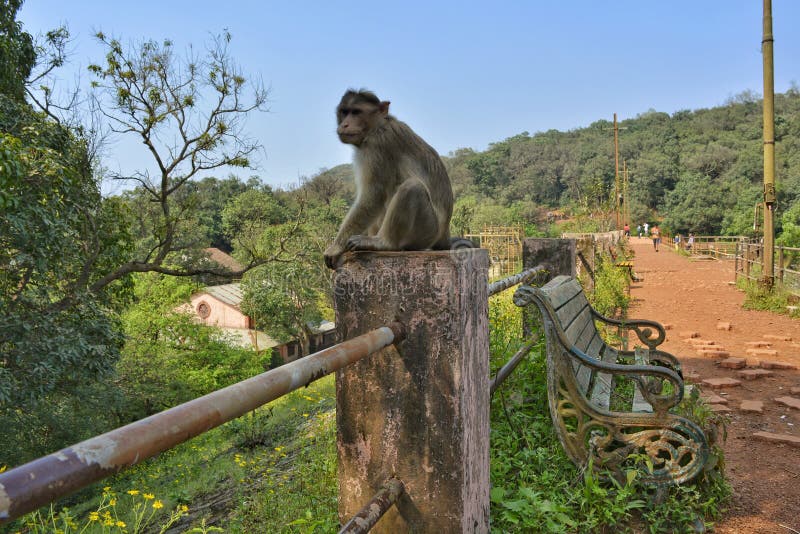 Monkey in the Garden of India Stock Photo - Image of baby, baboons ...