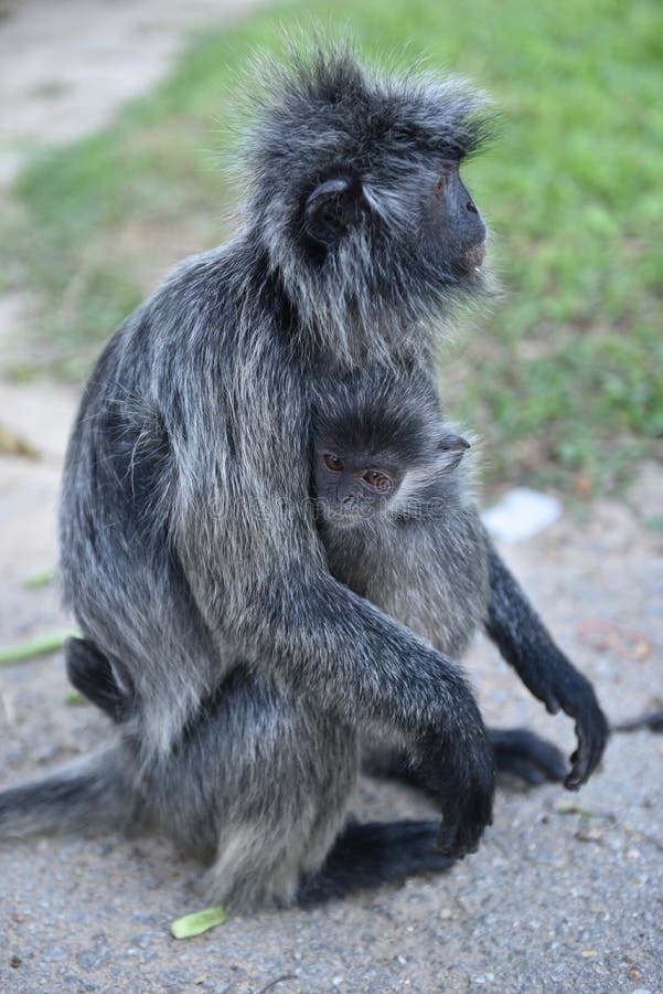 Monkey in the garden stock photo. Image of animals, nature - 85188770