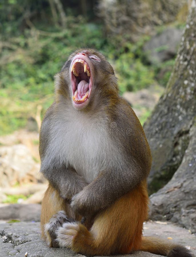 16+ Yawn monkey Free Stock Photos - StockFreeImages