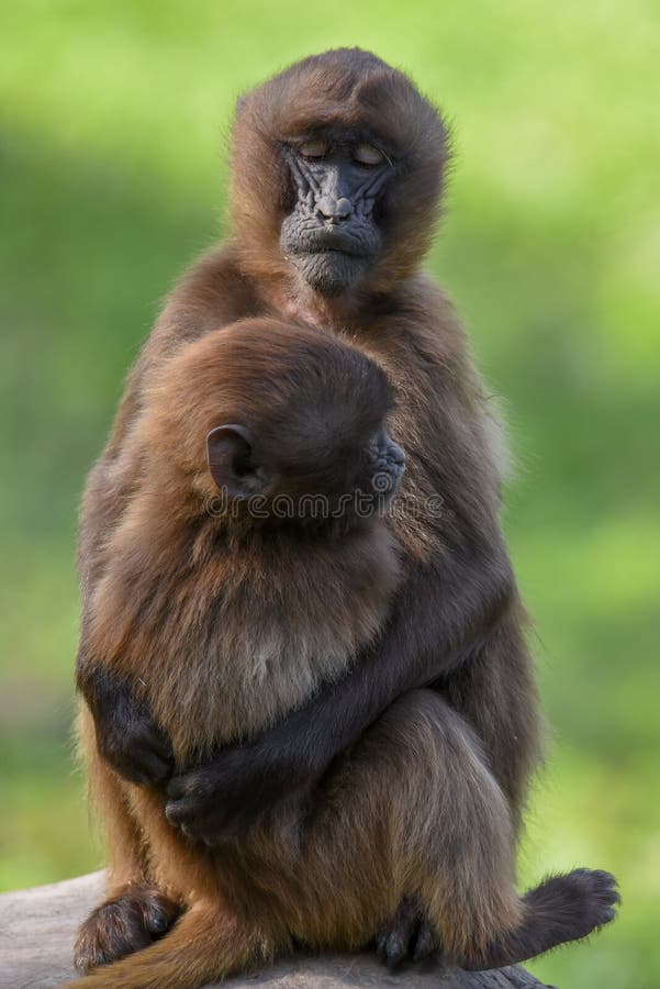 Monkey Gelada Baboons Theropithecus Gelada .with Baby. Stock Photo ...