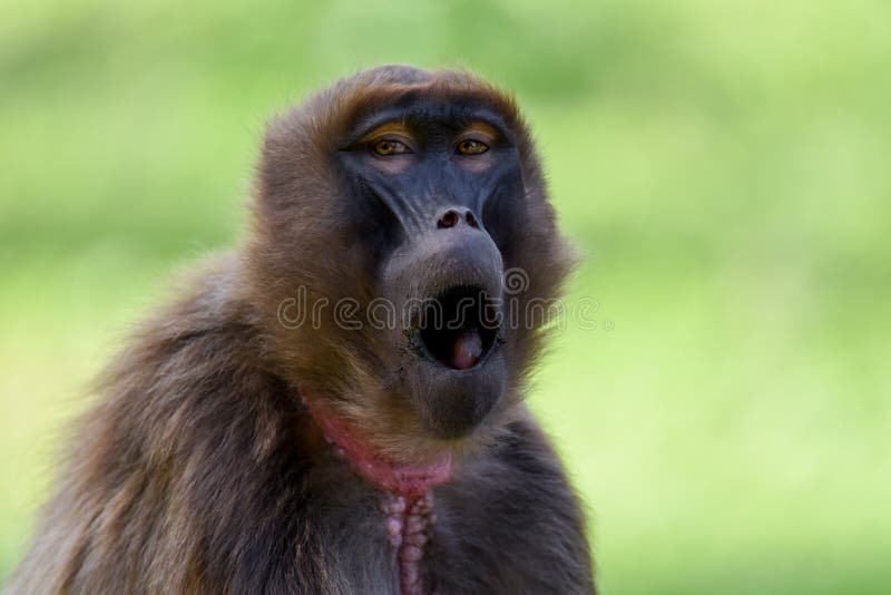 Portrait of Two Baboons Back To Back Stock Image - Image of africa ...