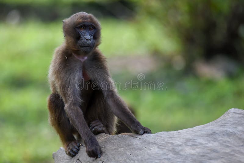 Portrait of Two Baboons Back To Back Stock Image - Image of africa ...