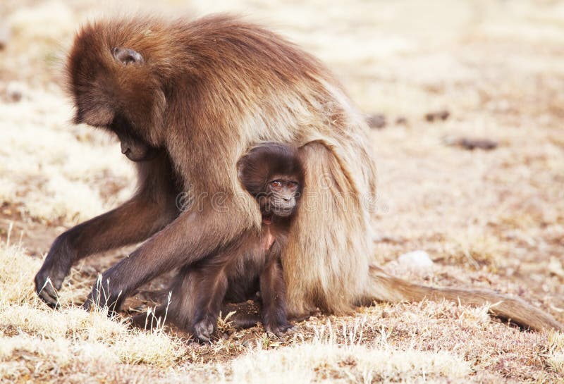 Monkey stock image. Image of landscape, safari, africa - 13069109