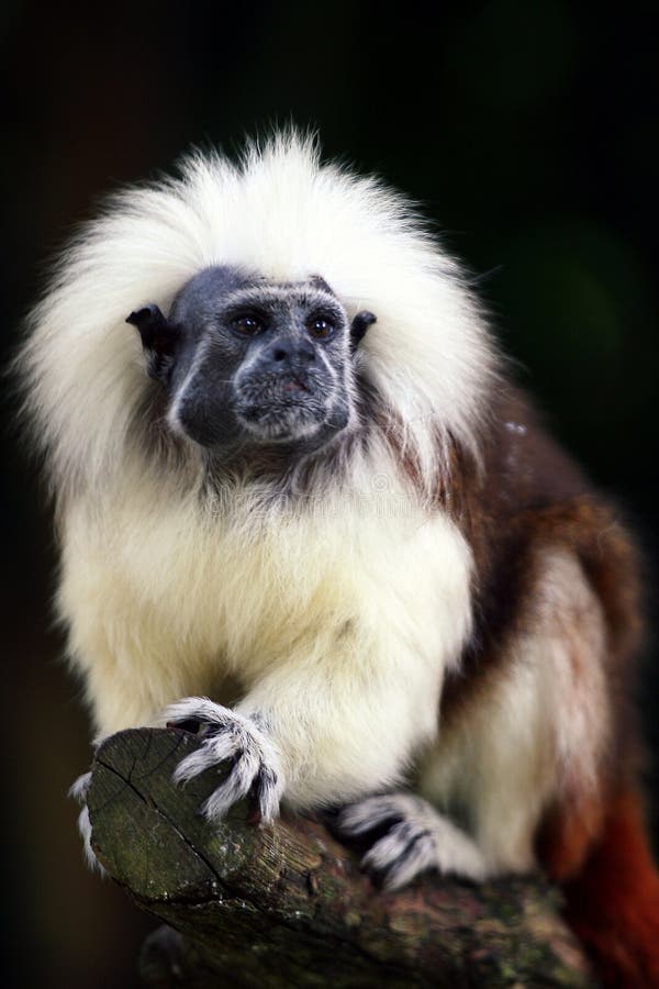 The Cotton-top Tamarin is One of the Smallest of the New World Monkeys ...