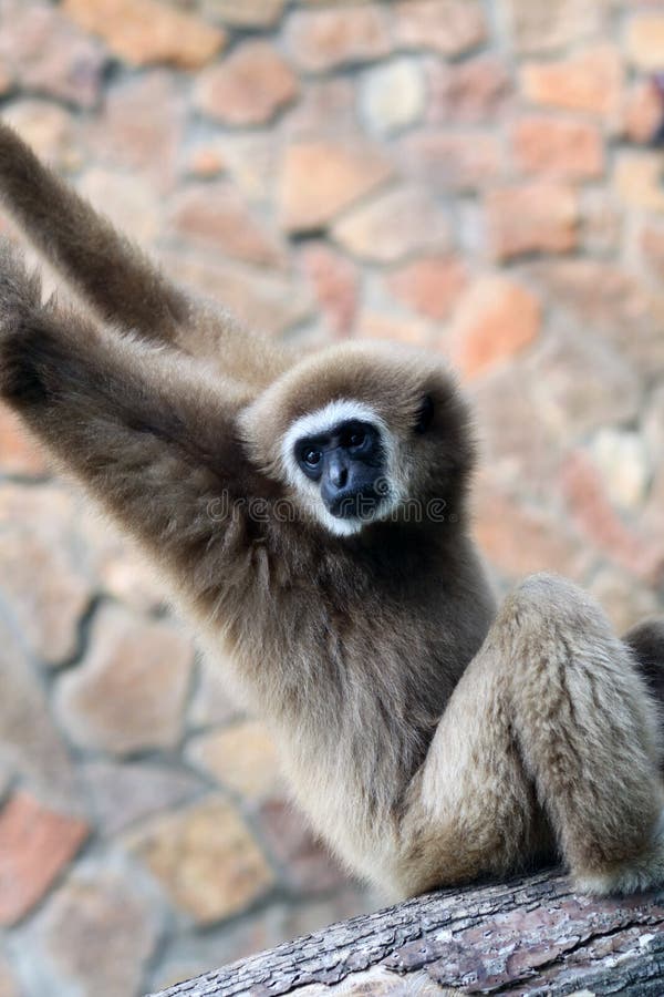 Monkey - gibbon stock photo. Image of africa, finger - 15396578