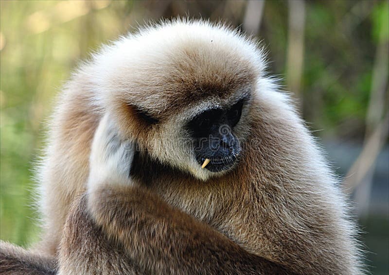 Monkey - Gibbon stock photo. Image of feet, foot, wild - 49666996