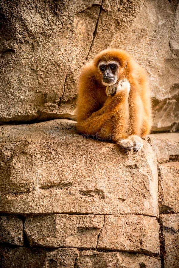 Monkey gibbon posing stock photo. Image of fauna, primate - 106823688
