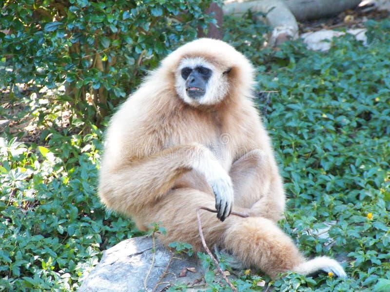 Monkey Gibbons at dawn stock image. Image of asia, eyes - 173973247