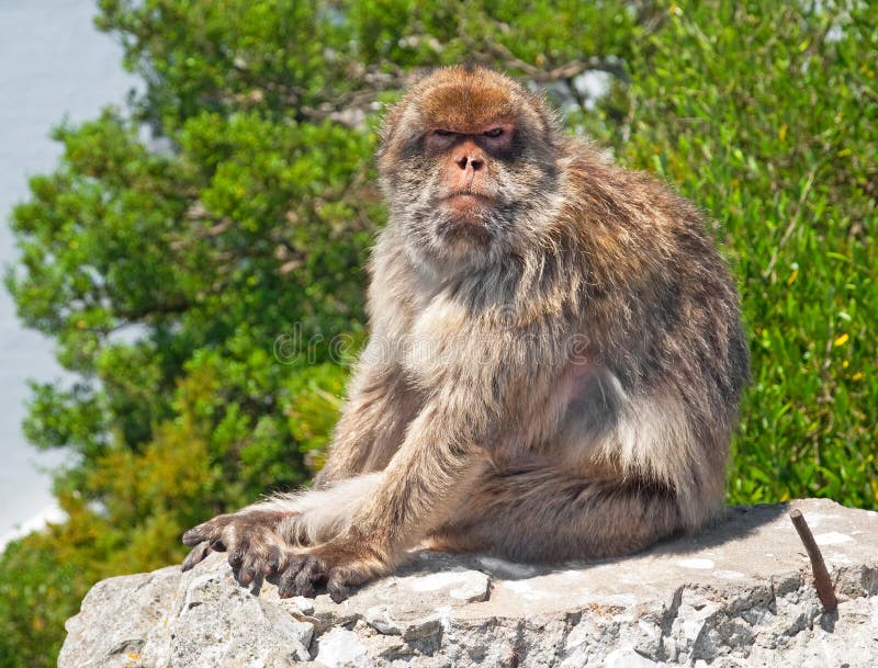 Monkey in Gibraltar stock image. Image of barbary, gibraltar - 16381611