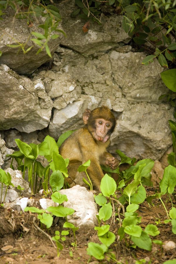 Monkey in Gibraltar Poking Tongue Out Stock Photo - Image of wild ...
