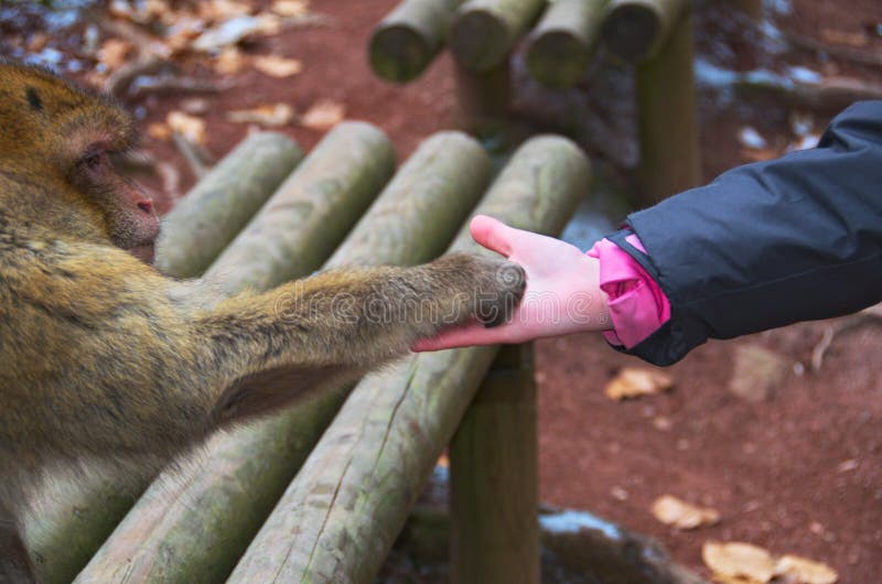 Monkey and Girl Shaking Hands Stock Image - Image of watching, barbary ...
