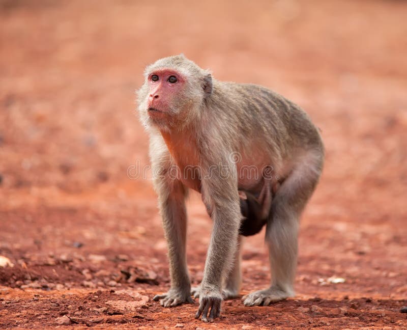 Monkey stock photo. Image of small, nature, wild, brown - 36377202