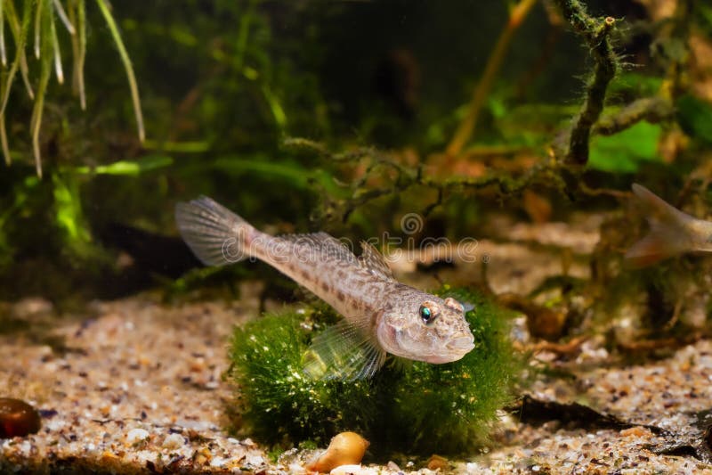 Monkey Goby, Wild Caught Brackish Fish on Green Algae Bush, Sand Bottom ...