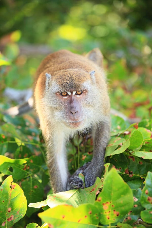 Monkey going to attack stock photo. Image of looking - 49221410