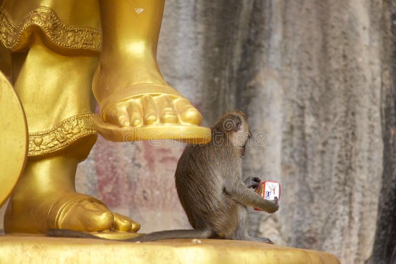 Monkey by a Golden Chinese God Statue Stock Image - Image of pack ...