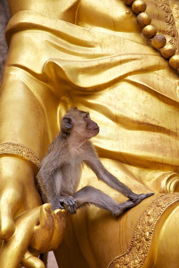 Monkey on a Golden Chinese God Statue Stock Photo - Image of thailand ...