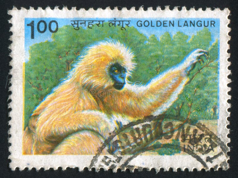 Monkey Golden langur editorial photo. Image of golden - 240595301