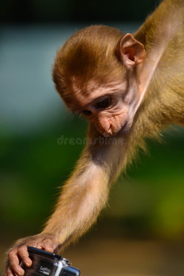 Monkey grabbing camera stock photo. Image of like, holding - 49070756
