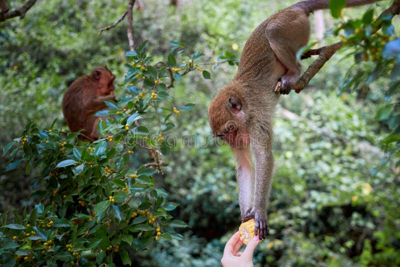 Monkey Grabs by Two Hands Corncob from Human Hands Stock Image - Image ...